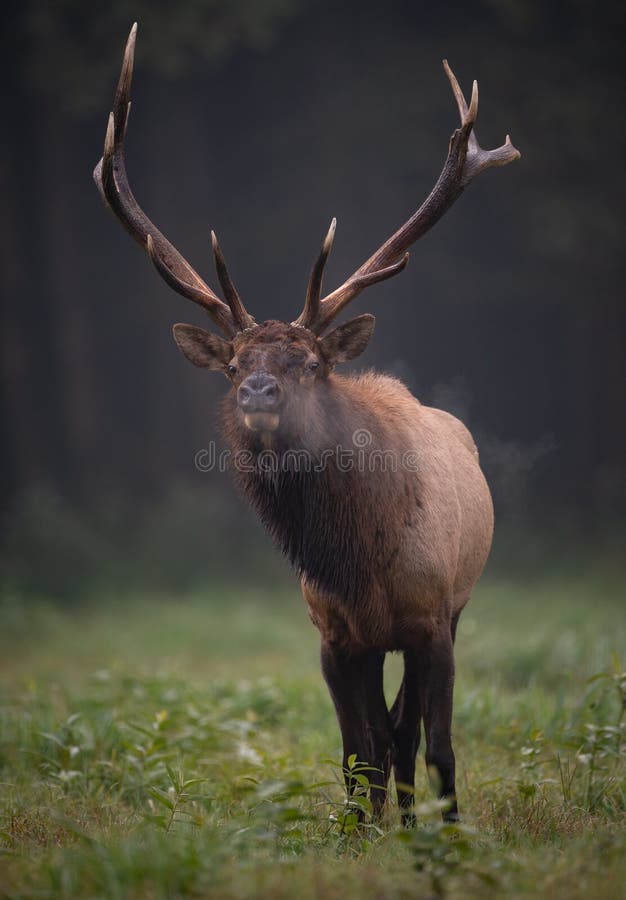 A Bull Elk in Autumn stock image. Image of wild, cheetah - 233002029