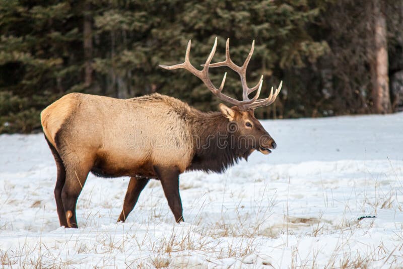 Bull Elk in Banff National Park in Winter Stock Image - Image of buck ...