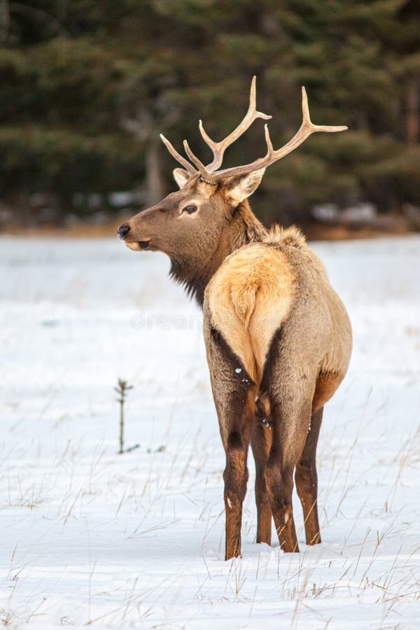 Bull Elk in Banff National Park in Winter Stock Photo - Image of hunt ...