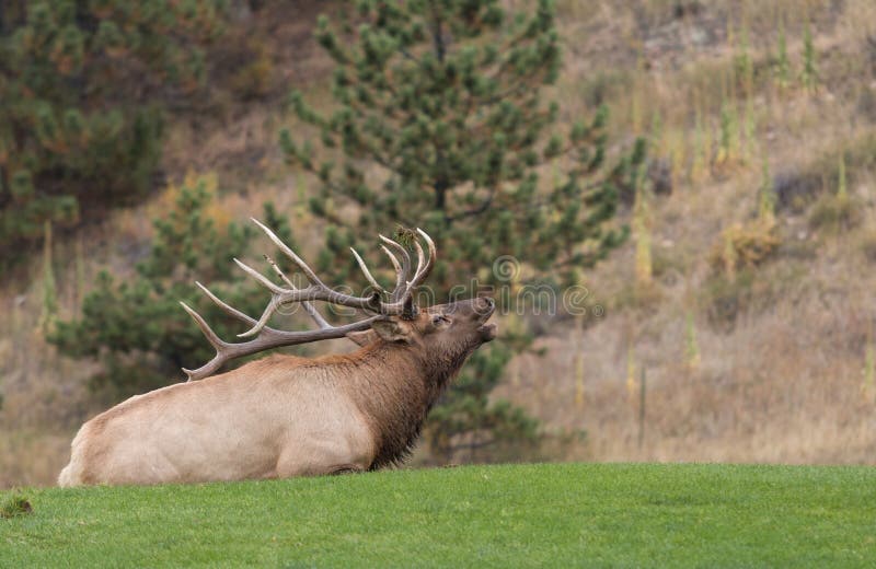 Bull Elk Bedded Bugling stock image. Image of wildlife - 61764051