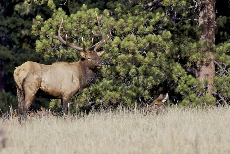 Bull Elk and Bedded Cow stock image. Image of nature - 27096229