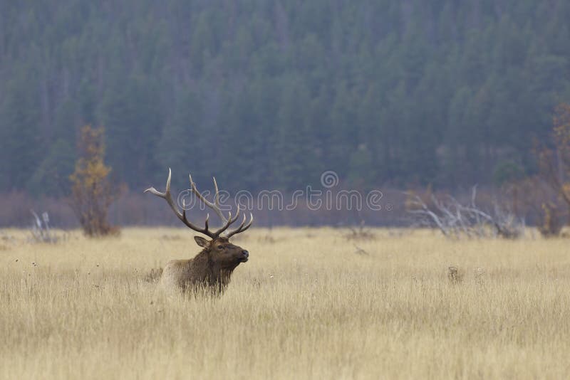 Bull Elk Bedded in Grass stock photo. Image of rutting - 27699112