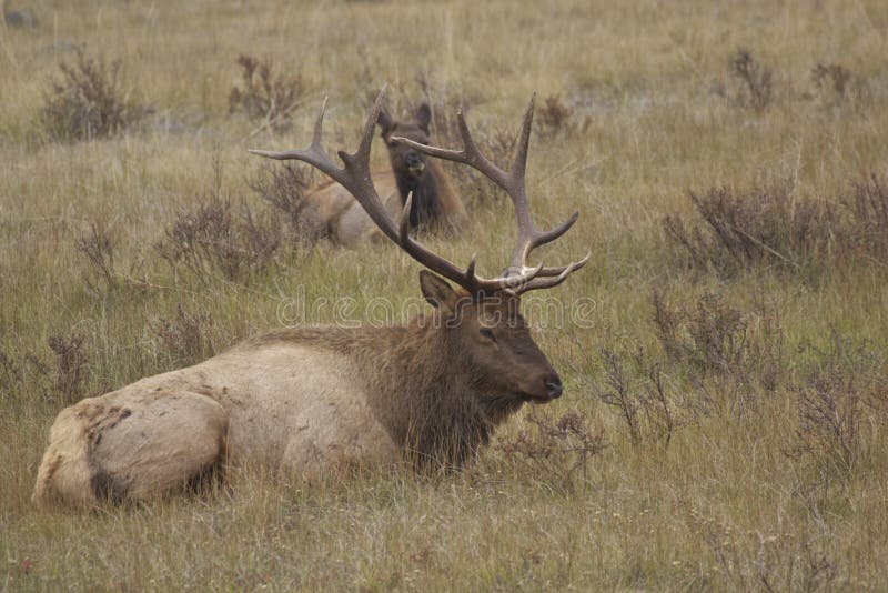 Bull Elk Bedded in Meadow stock image. Image of animal - 27033645
