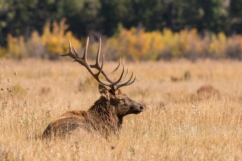 Bedded Bull Elk stock photo. Image of antlers, animal - 29224314