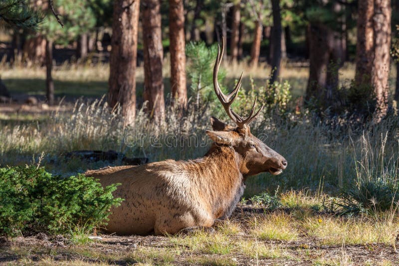 Bull Elk Bedded in Timber stock image. Image of animal - 45577595