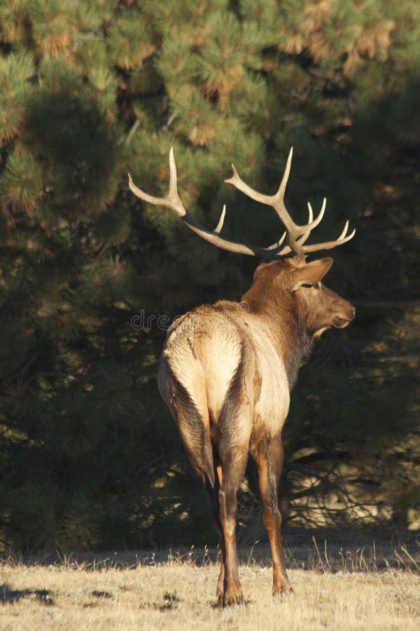 Bull Elk from behind stock image. Image of wildlife, mountains - 16400337