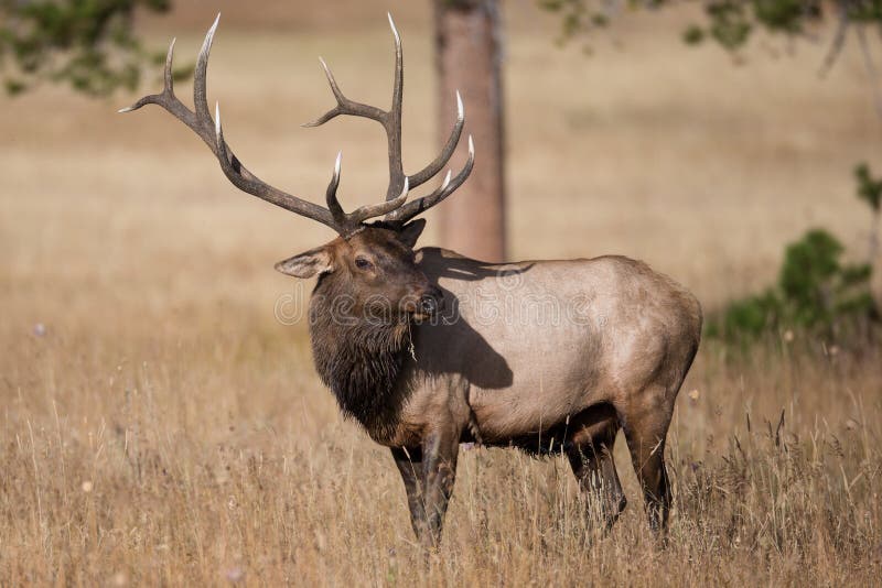 Bull elk with big antlers stock photo. Image of mountains - 62435022