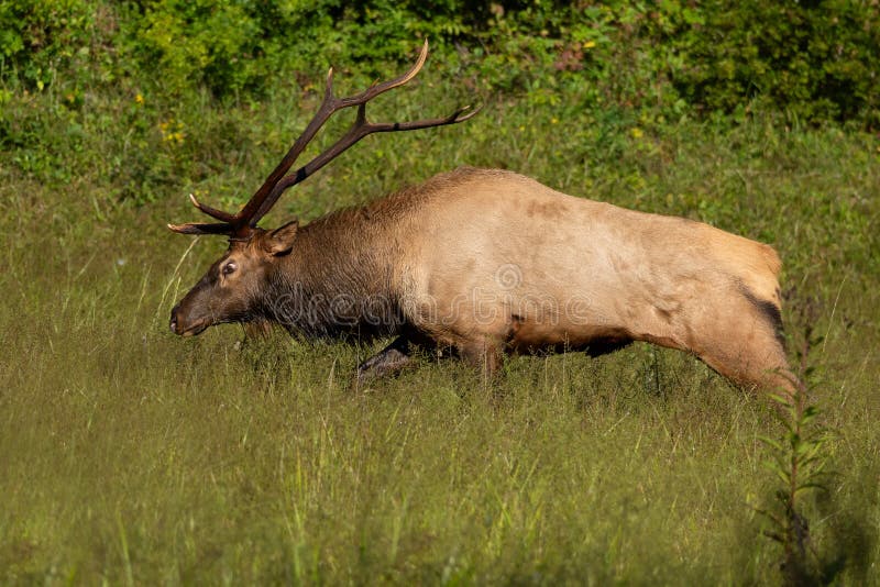 Bull Elk Running stock image. Image of animals, animal - 291230619