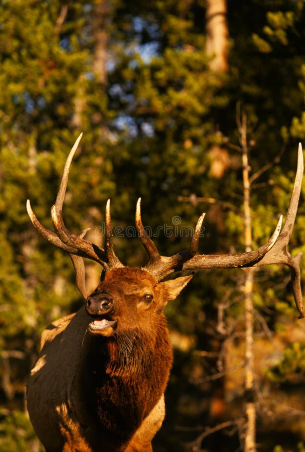 Bull Elk Bugling stock image. Image of nature, mountain - 12066855