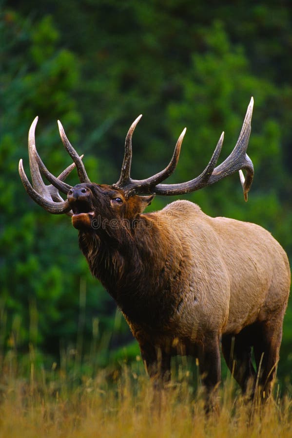 28+ Bull elk bugling Free Stock Photos - StockFreeImages