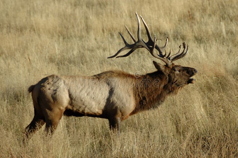 1,892 Bull Elk Bugling Stock Photos - Free & Royalty-Free Stock Photos ...