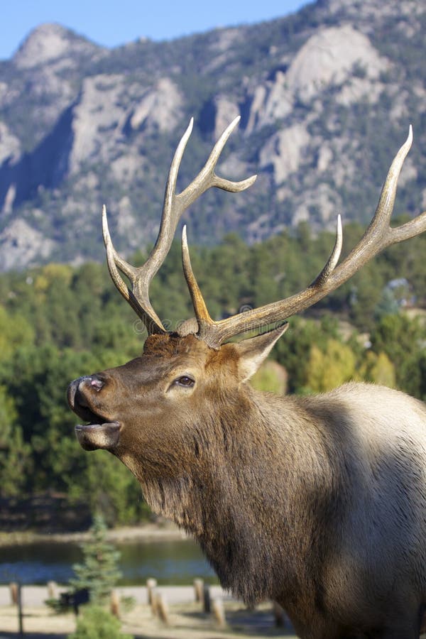 1,892 Bull Elk Bugling Stock Photos - Free & Royalty-Free Stock Photos ...