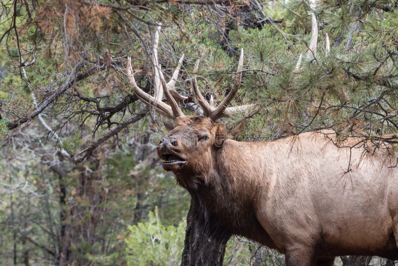 Bull Elk Bugling stock image. Image of mountains, wildlife - 44532417