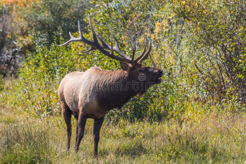 Bull Elk Bugling stock photo. Image of wild, autumn, bull - 63605042