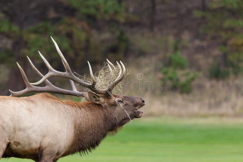Bull Elk Bugling stock image. Image of outdoors, mammal - 64413923