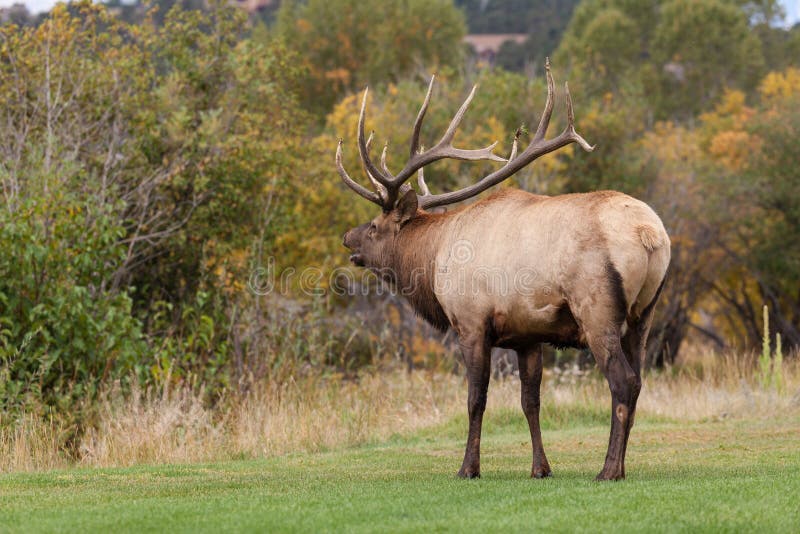 Bull Elk Bugling in Fall stock photo. Image of animal - 64483546