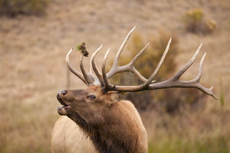 Bull Elk Bugling stock image. Image of outdoors, deer - 89455079