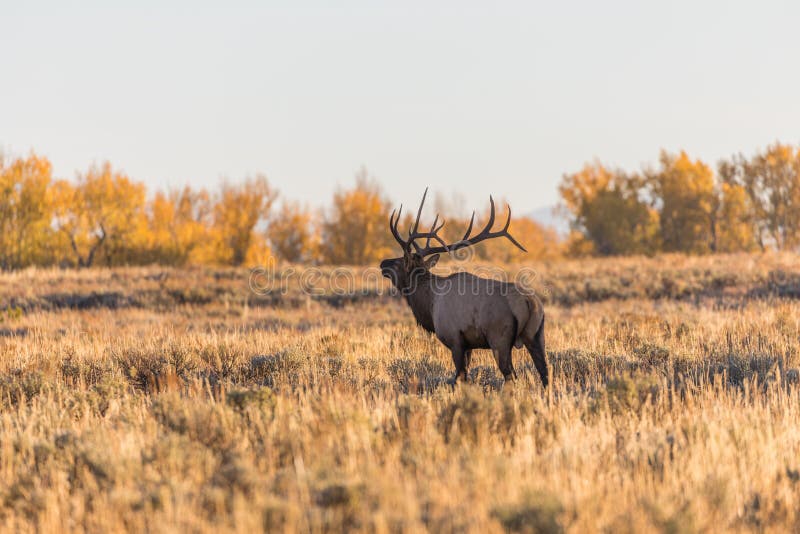 Bull Elk Bugling in Fall stock photo. Image of wildlife - 89484924