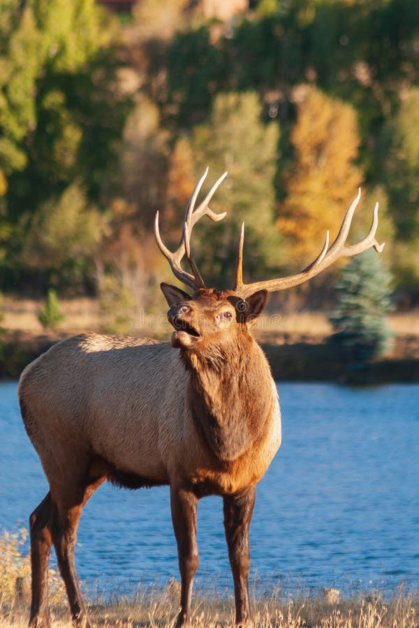 Bull Elk Bugling in the Fall Rut Stock Photo - Image of colorado, wild ...