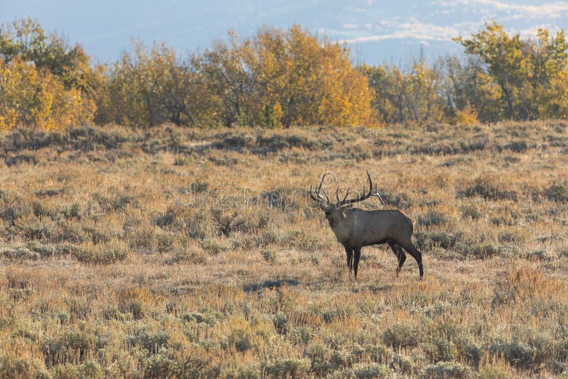 Bull Elk Bugling in Fall in Wyoming Stock Photo - Image of park ...