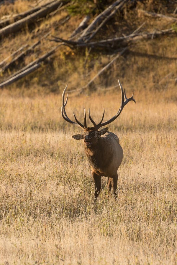 Bull Elk Bugling Head on stock photo. Image of nature - 65424878