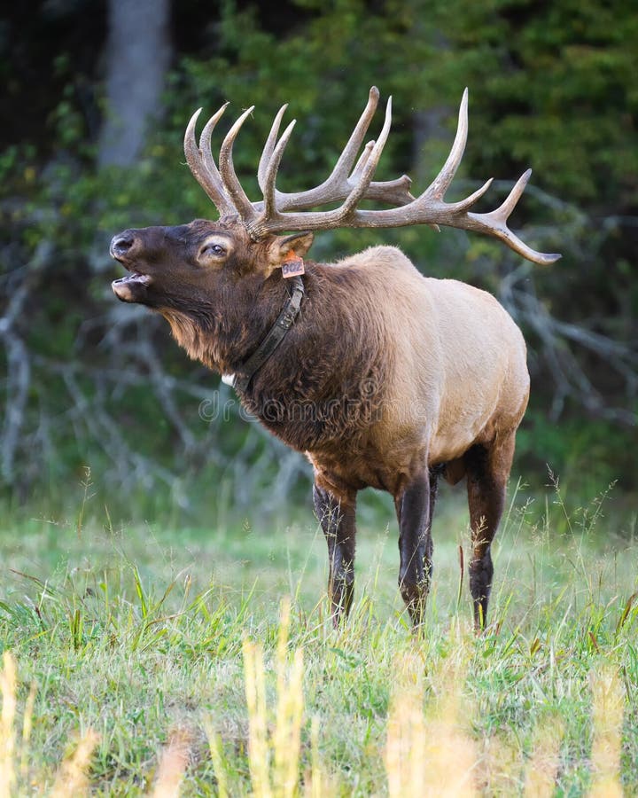 Bull Elk Bugling stock image. Image of alpha, elaphus - 159297823