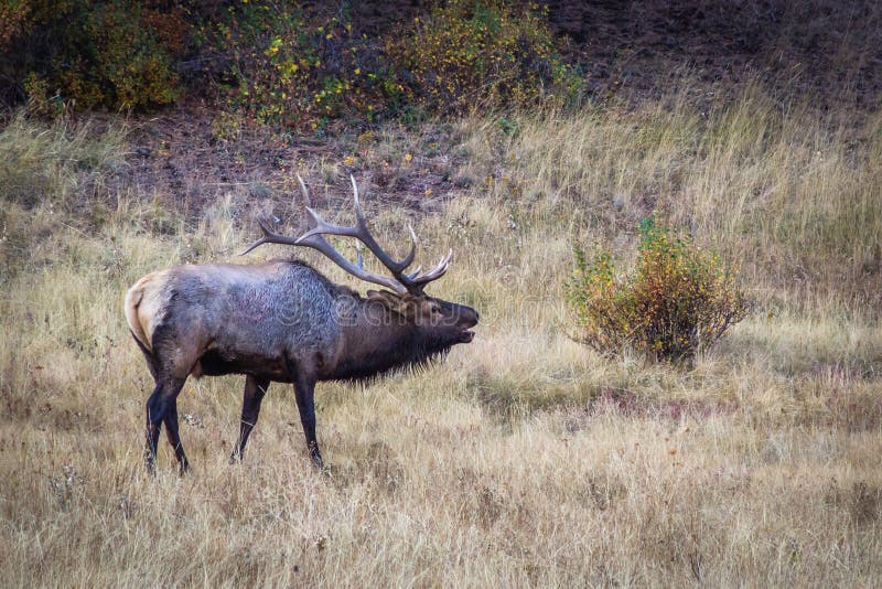 Bull Elk Bugling in the Meadow Stock Image - Image of park, mountain ...