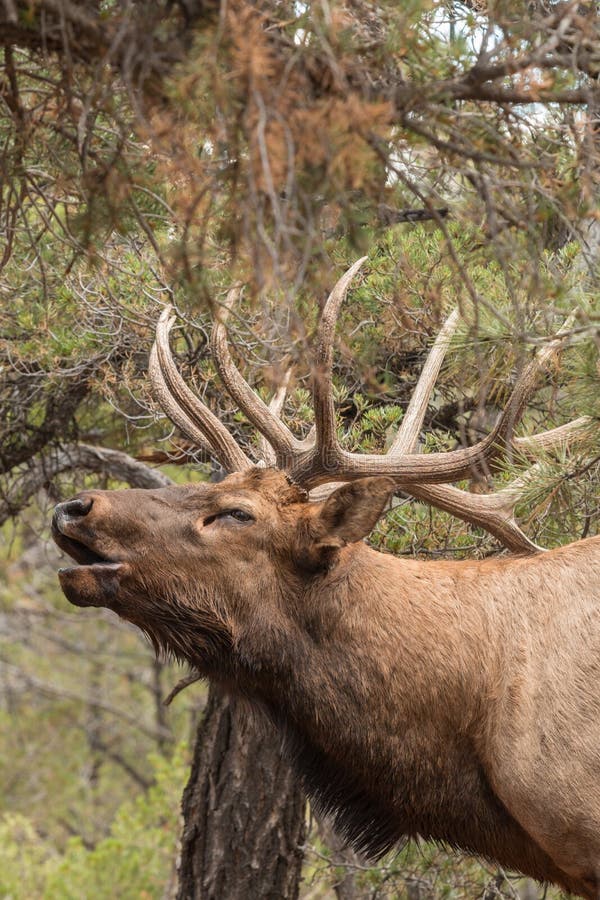 Bull Elk Bugling Portrait stock photo. Image of antlers - 45103046