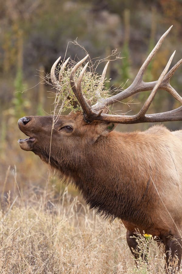 Bull Elk Bugling Portrait stock photo. Image of rutting - 79631026