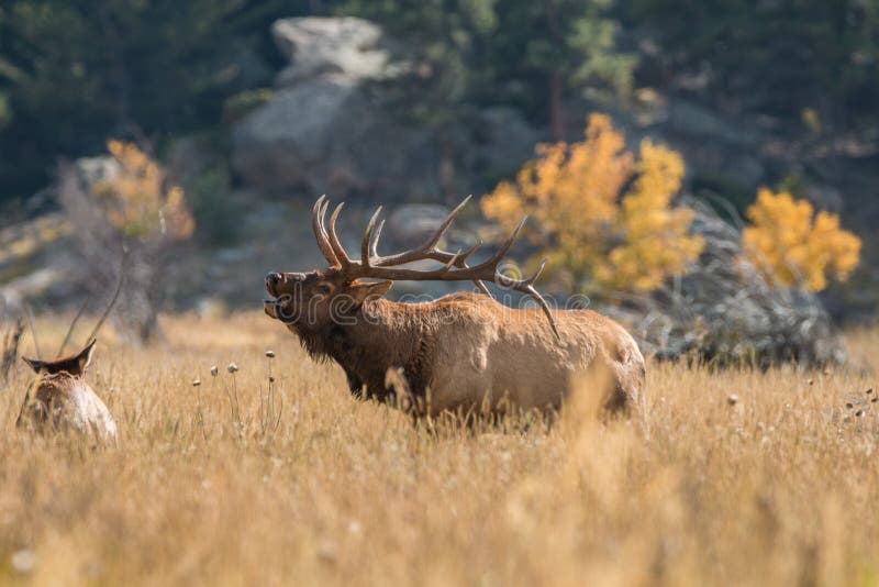 Bull Elk Bugling in Rut stock photo. Image of wildlife - 45577468