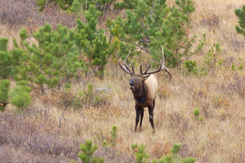 Bull Elk Bugling in Rut stock image. Image of wapiti - 31937069