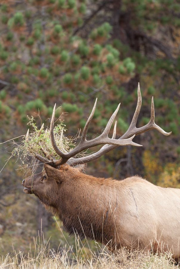 Bull Elk Bugling in rut stock image. Image of outdoors - 62761027