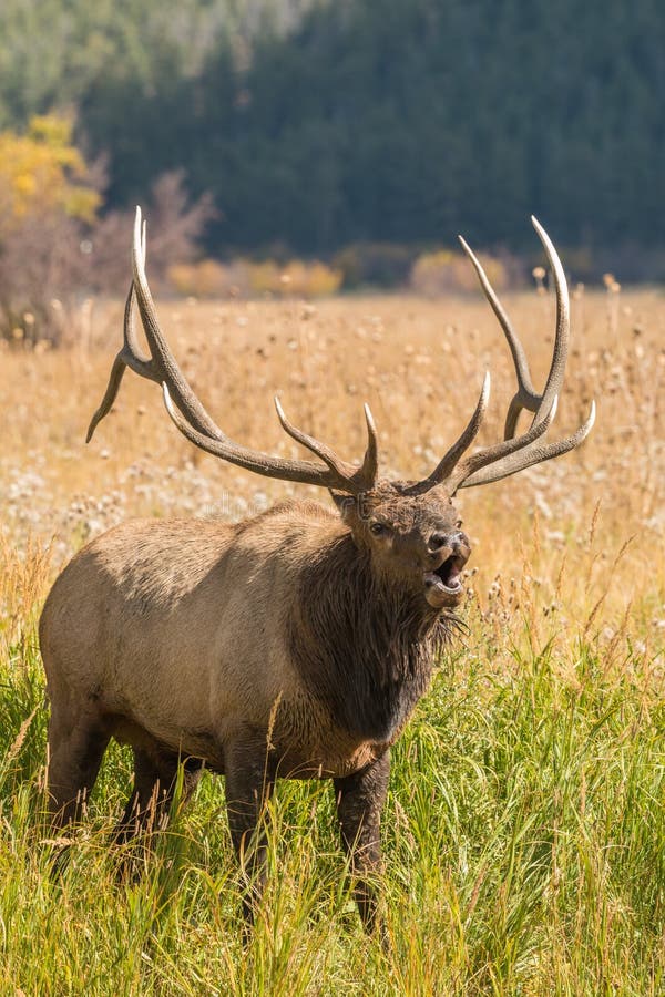 Bull Elk Bugling in Rut stock photo. Image of colorado - 44922384