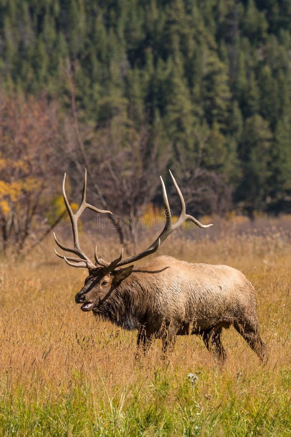 Bull Elk Bugling during the Rut Stock Photo - Image of bugling ...