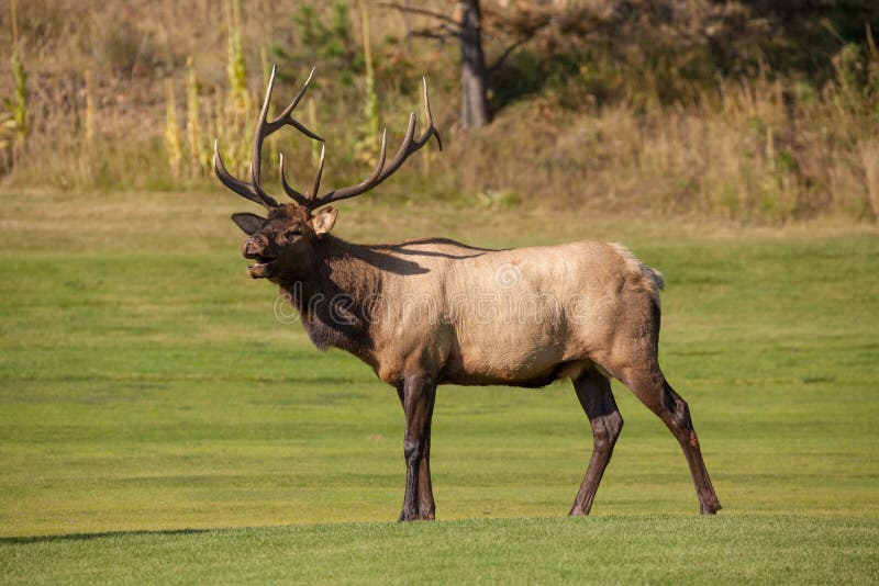 Bull Elk Bugling in Rut stock image. Image of wild, bugling - 74250503