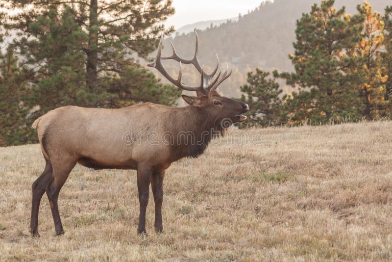 Bull Elk Bugling in Rut stock image. Image of nature - 44893817