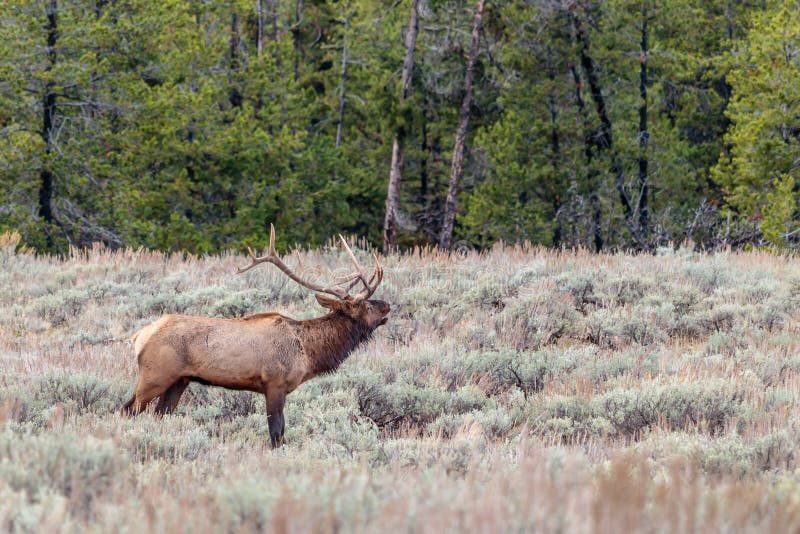 Bull Elk Bugling in the Sage Stock Image - Image of trees, landscape ...
