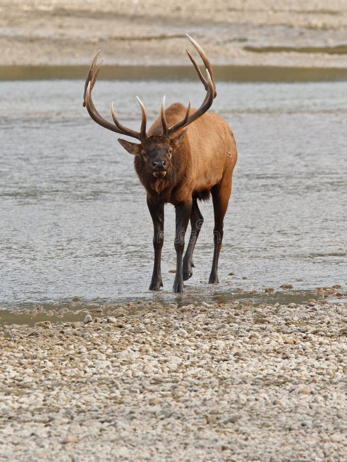 Bull Elk, Cervus Canadensis, Sparing, Banff National Park, Alb Stock ...