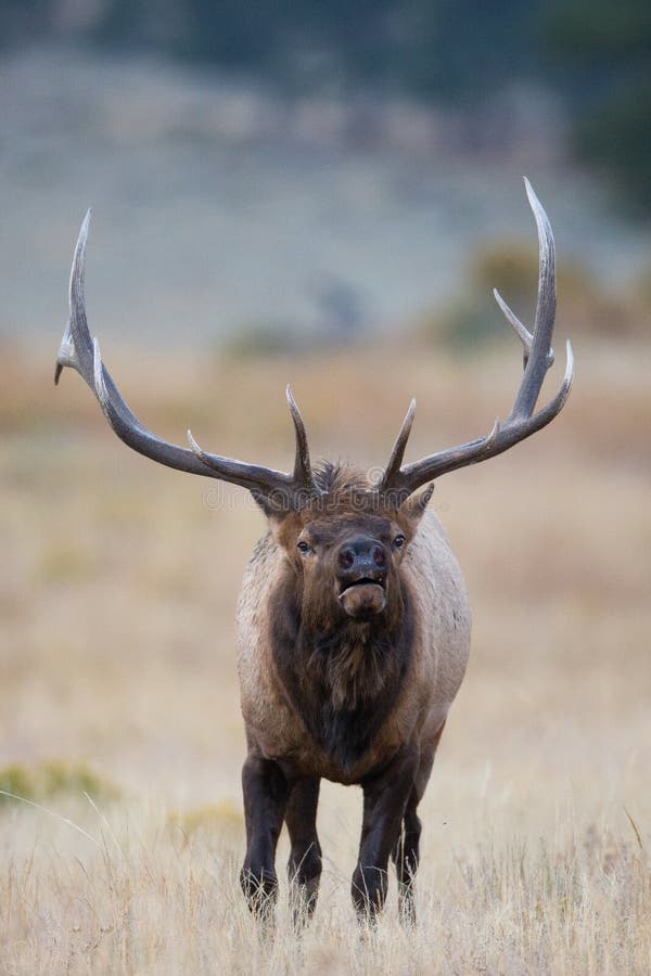 Bull Elk Charging Challenger Stock Image - Image of mammal, huge: 62435769