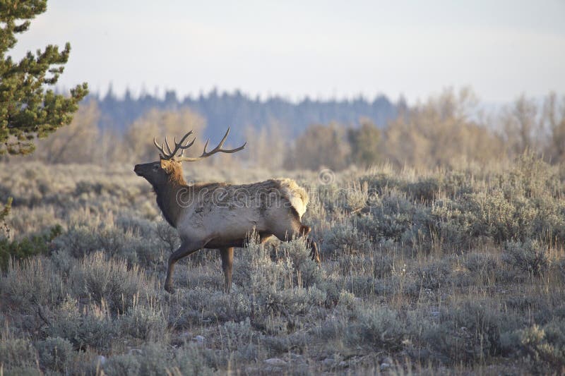 Bull Elk on a Cold Morning in Yellowstone, WY Stock Image - Image of ...