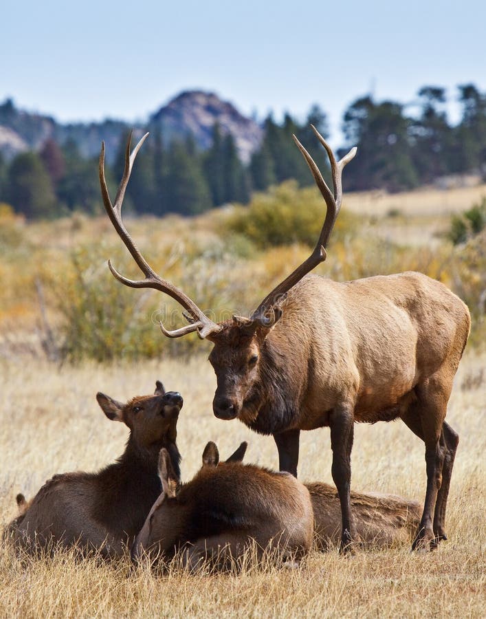 Bull Elk in Colorado stock photo. Image of animal, colorado - 87459524