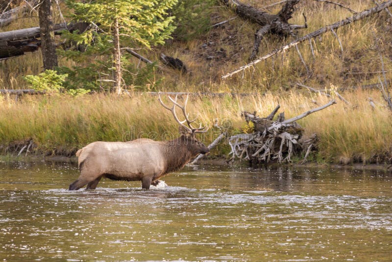 Bull Elk Crosses a River stock image. Image of wapiti - 64295681