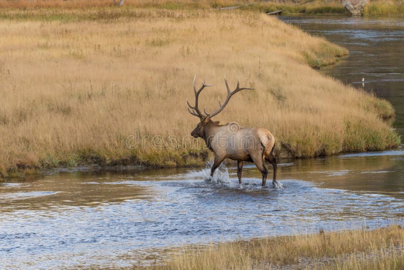 Bull Elk Crossing River stock photo. Image of wapiti - 78166244