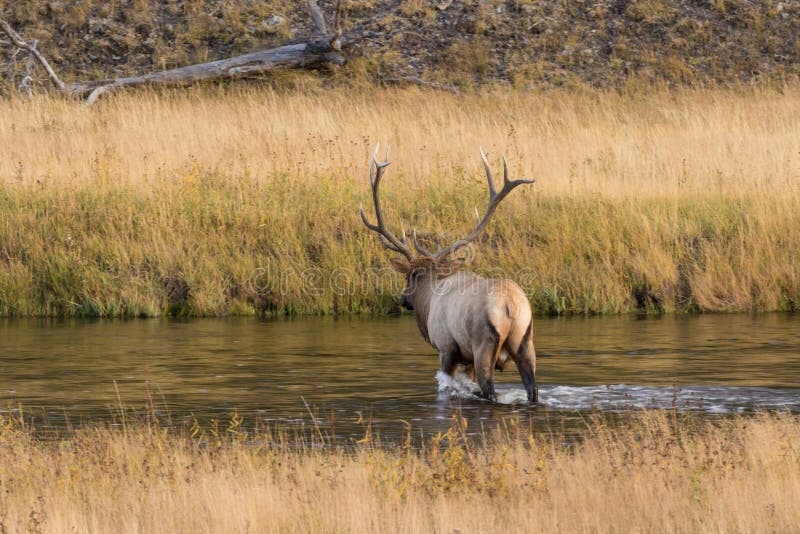 Bull Elk Crossing a River stock image. Image of wild - 78166789