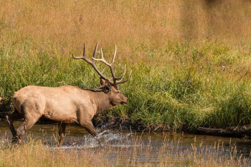Bull Elk Crossing Stream stock image. Image of mammal - 46180701