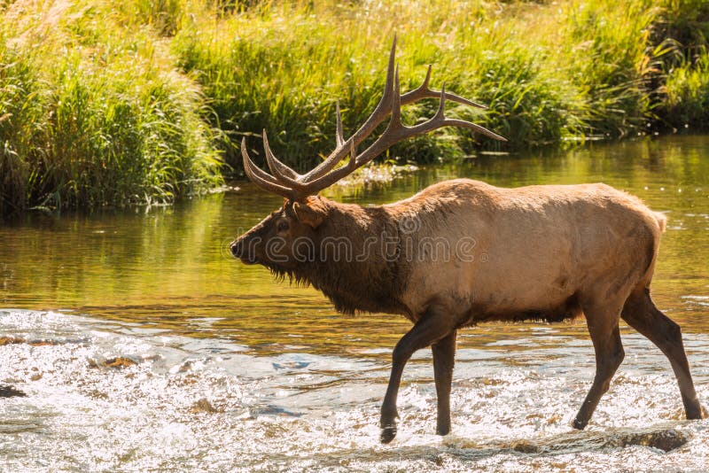Bull Elk Crossing Stream stock photo. Image of stream - 47938276
