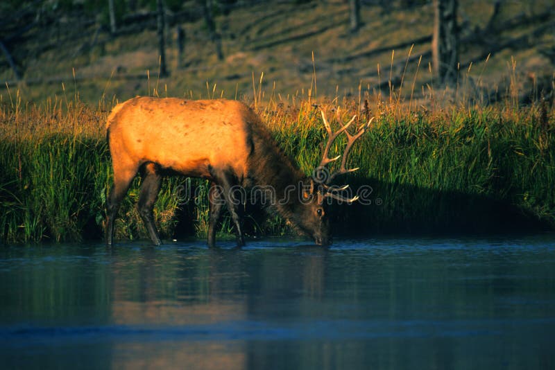 Bull Elk Drinking stock image. Image of mountain, ungulate - 13499781