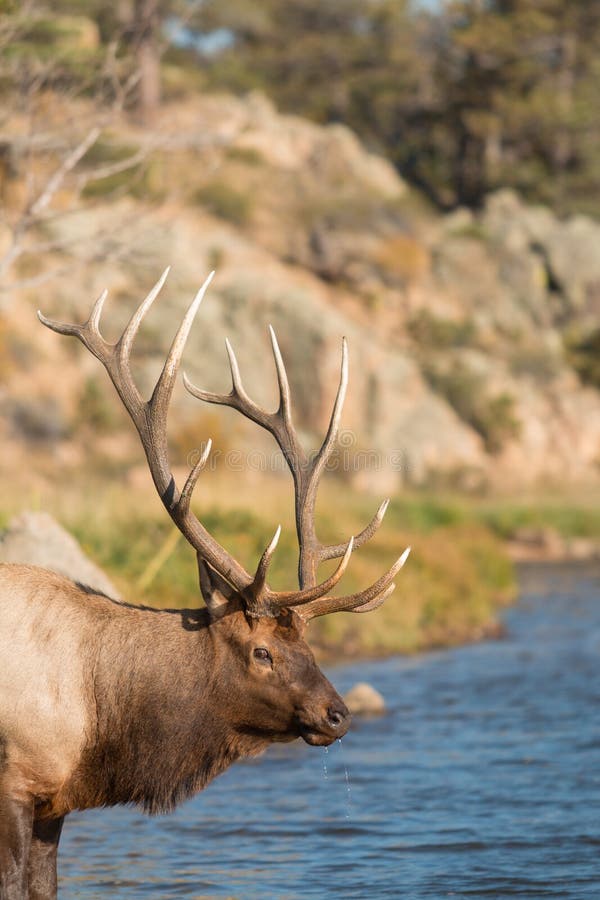 Bull Elk Drinking stock image. Image of wild, outdoors - 59263277