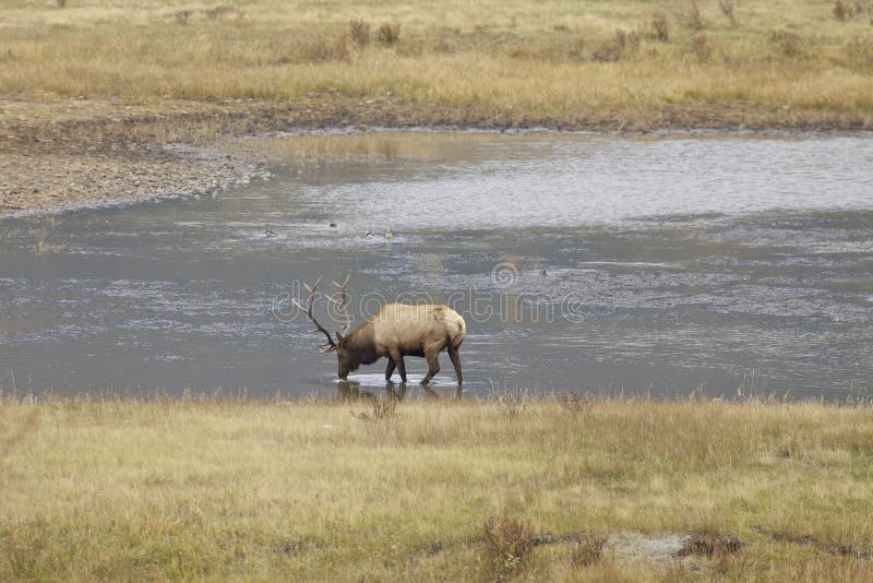 Bull Elk Drinking in Pond stock image. Image of nature - 27699075