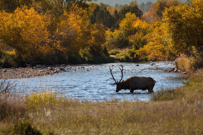 Bull Elk in Drinking in River Stock Photo - Image of mammal, river ...